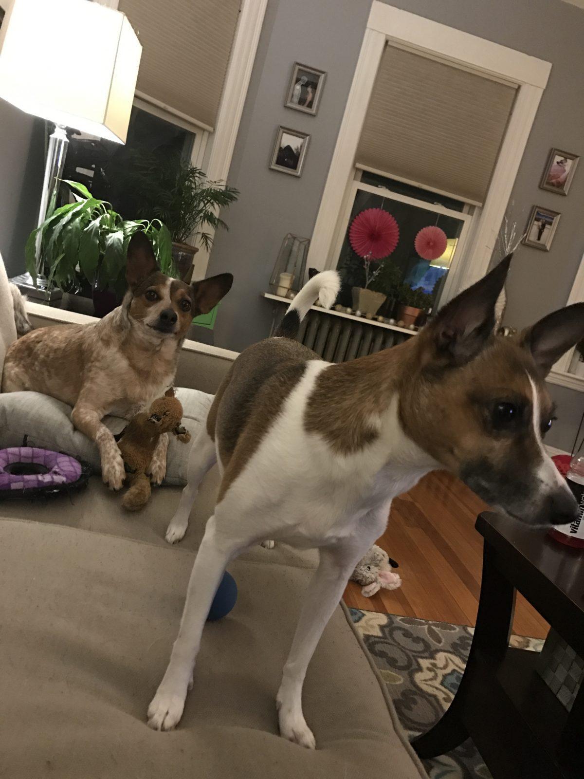 Happy Tails: Buster Bugs