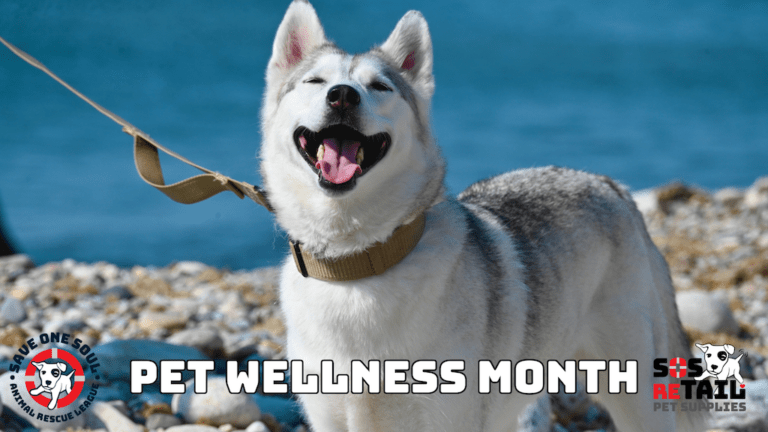 National Pet Wellness Month